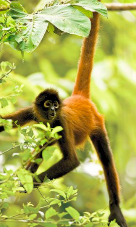 Anna Qin | Mr Watt’s Literary Services